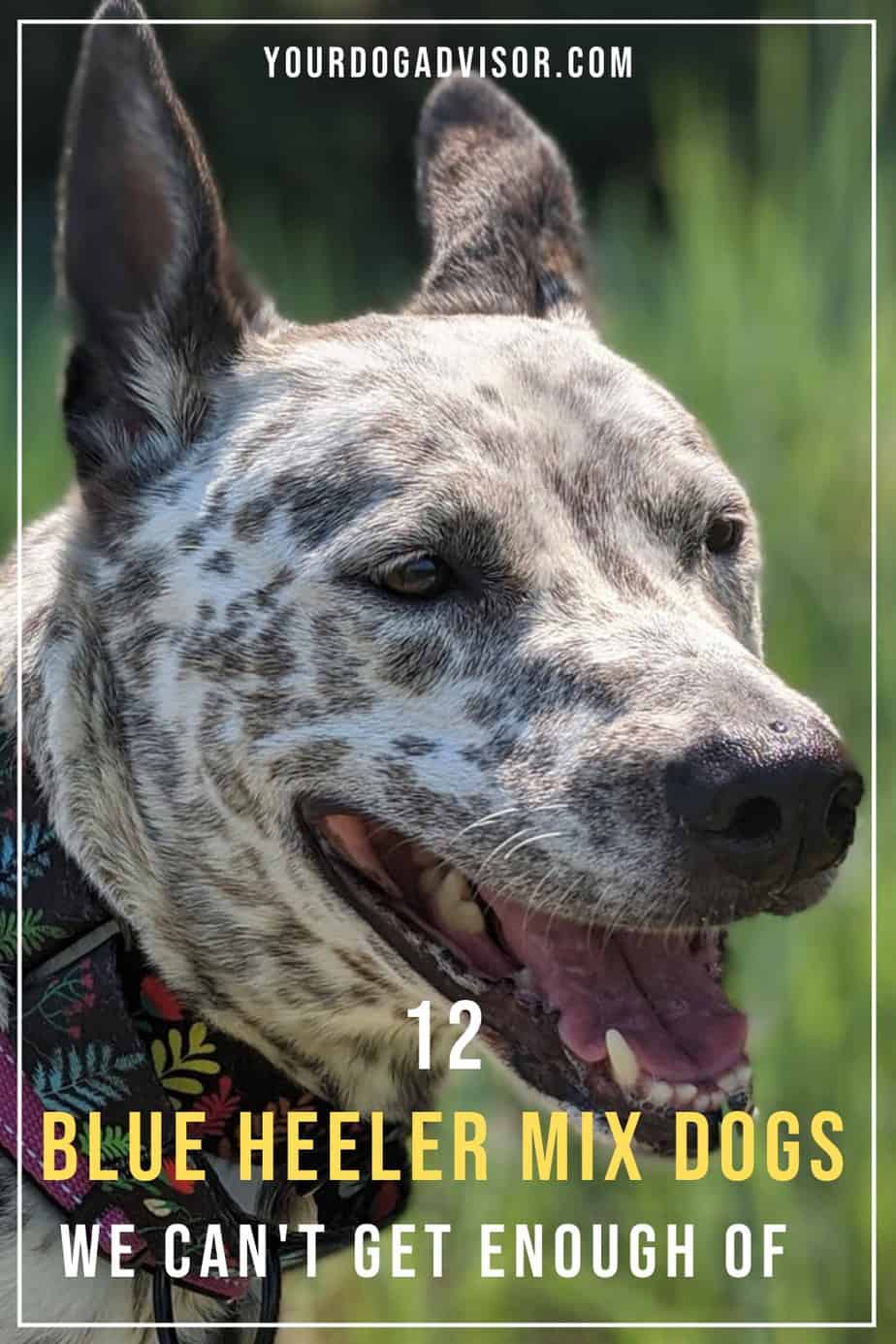 12 Blue Heeler Mix Dogs We Can’t Get Enough Of | Your Dog Advisor