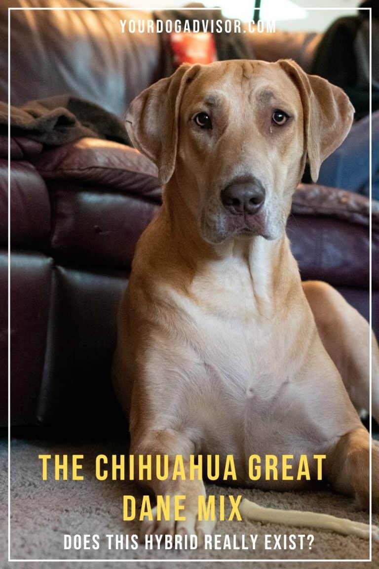 The Chihuahua Great Dane Mix - Does This Hybrid Really Exist? | Your ...