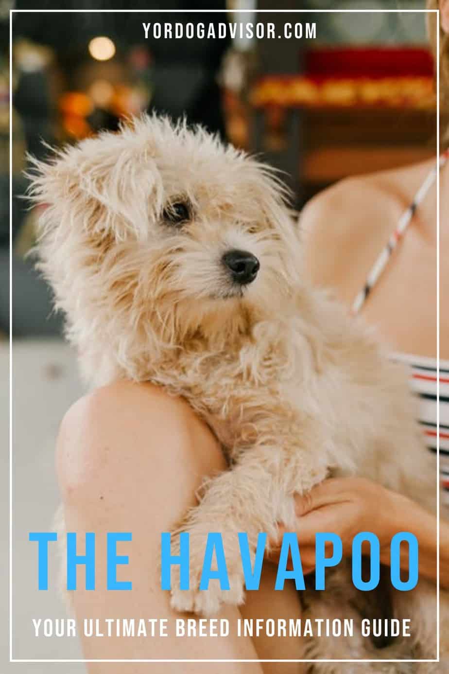 The Havapoo - Your Ultimate Breed Information Guide | Your Dog Advisor