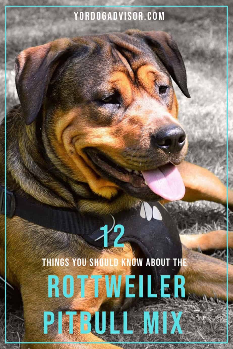 12 Things You Should Know About The Rottweiler Pitbull Mix | Your Dog ...