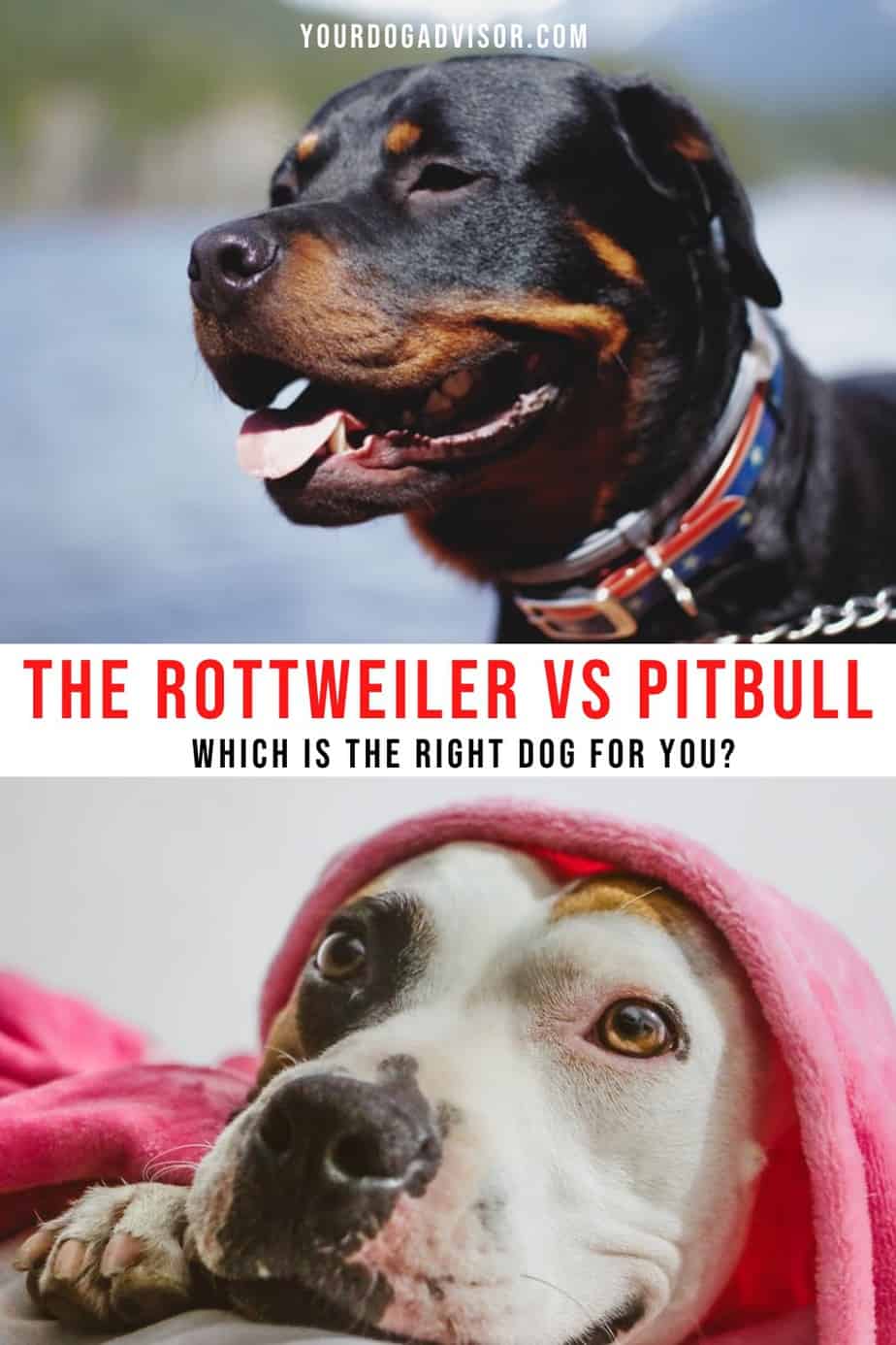 The Rottweiler Vs Pitbull - Which Is The Right Dog For You? | Your Dog ...
