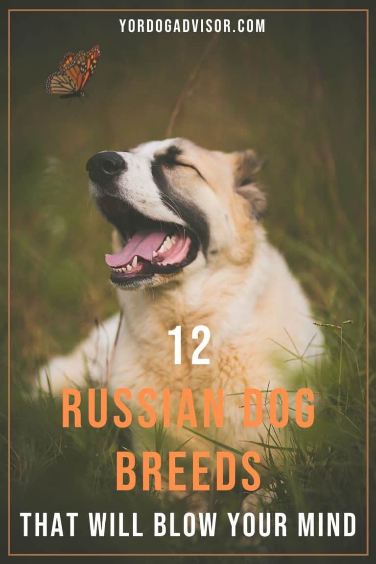 12 Russian Dog Breeds That Will Blow Your Mind | Your Dog Advisor