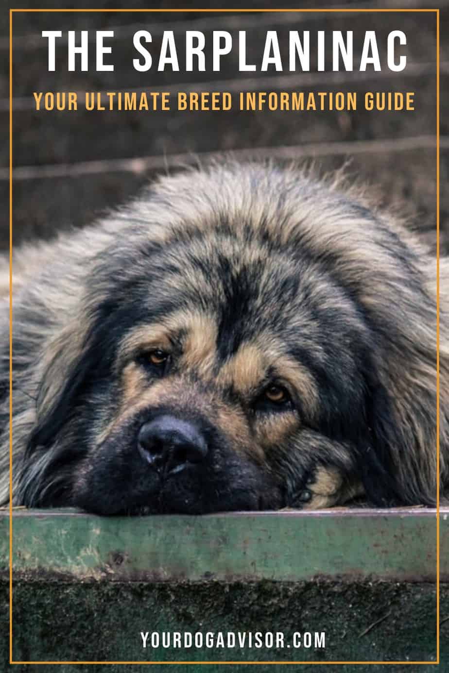 The Sarplaninac - Your Ultimate Breed Information Guide | Your Dog Advisor