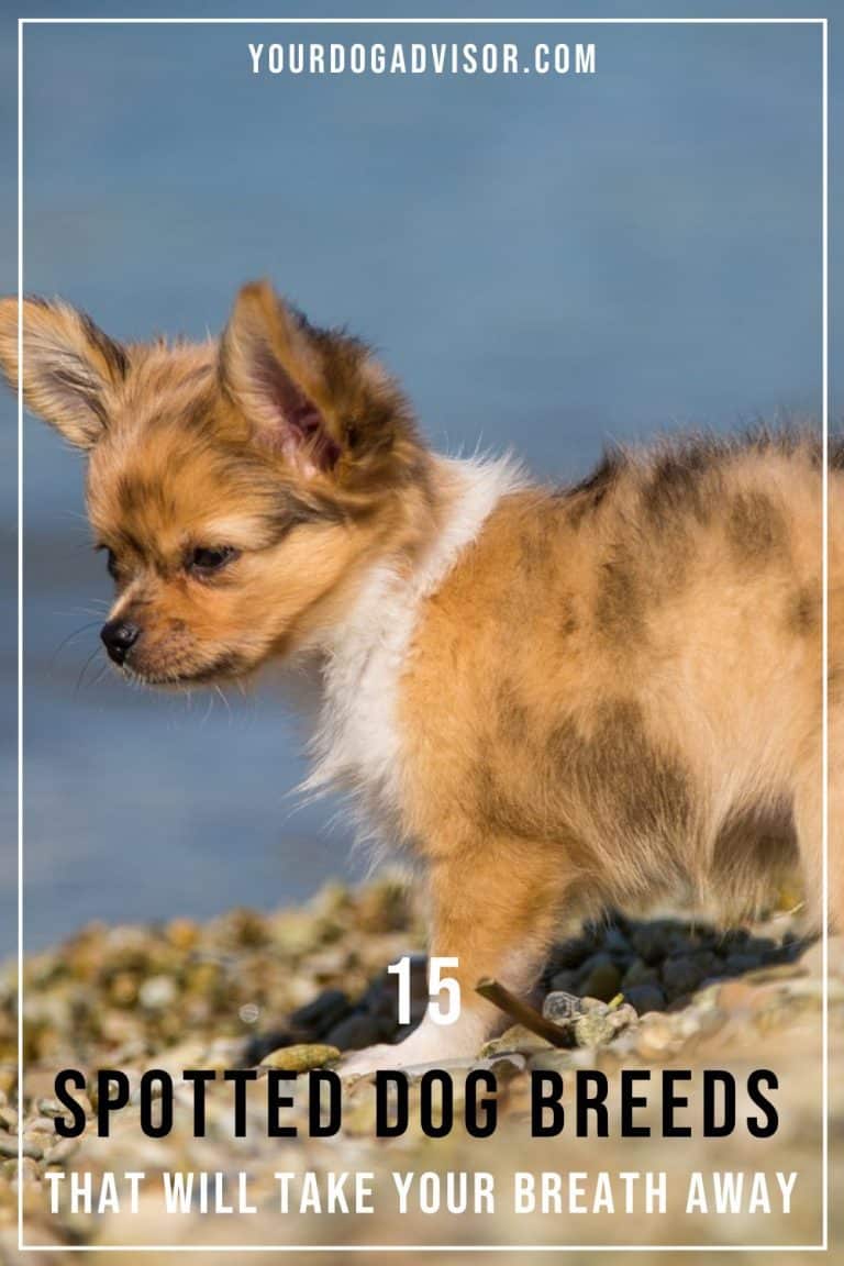 15 Spotted Dog Breeds That Will Take Your Breath Away | Your Dog Advisor