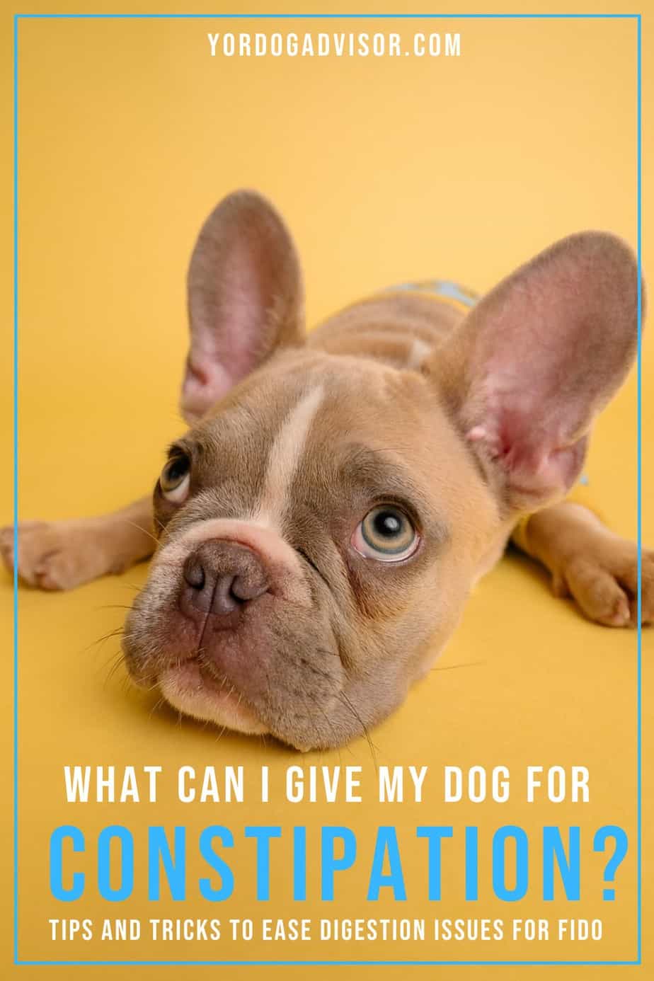 What Can I Give My Dog For Constipation? Tips And Tricks To Ease ...