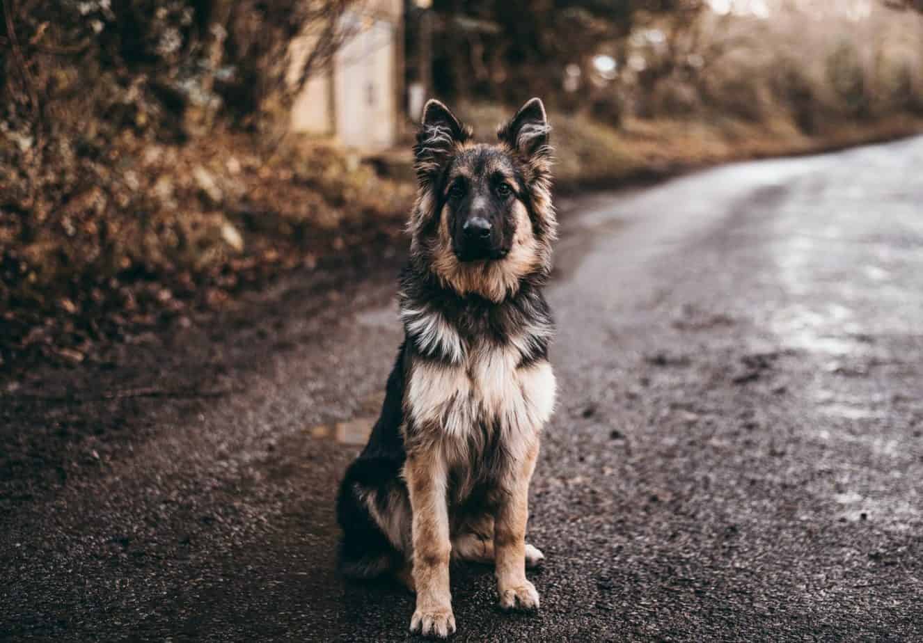 The Border Collie German Shepherd Mix - Your Ultimate Breed Information ...