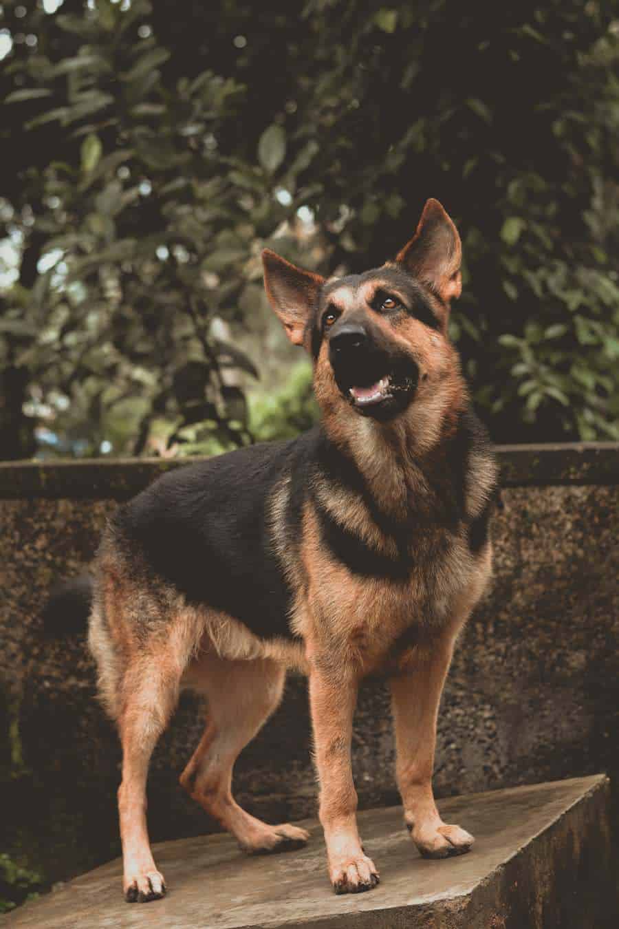 The Border Collie German Shepherd Mix - Your Ultimate Breed Information ...