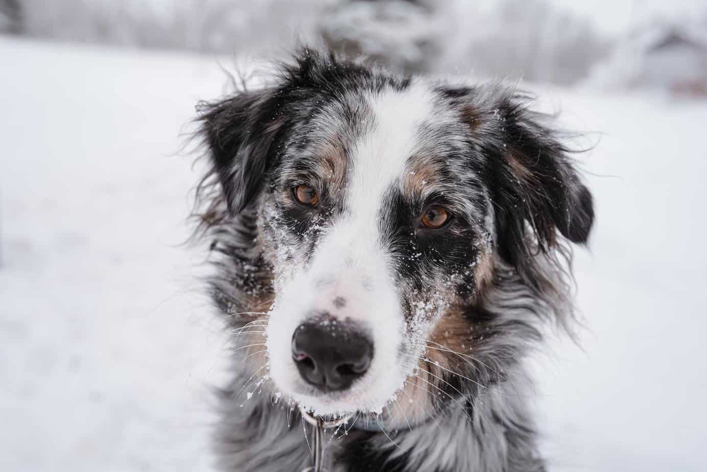 German Shepherd Australian Shepherd Mix Breed Information | Your Dog ...