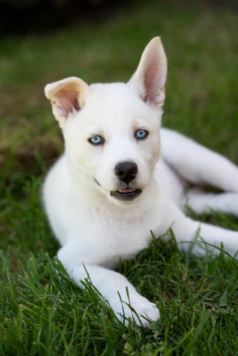 Golden Retriever Husky Mix Dog Breed Information | Your Dog Advisor