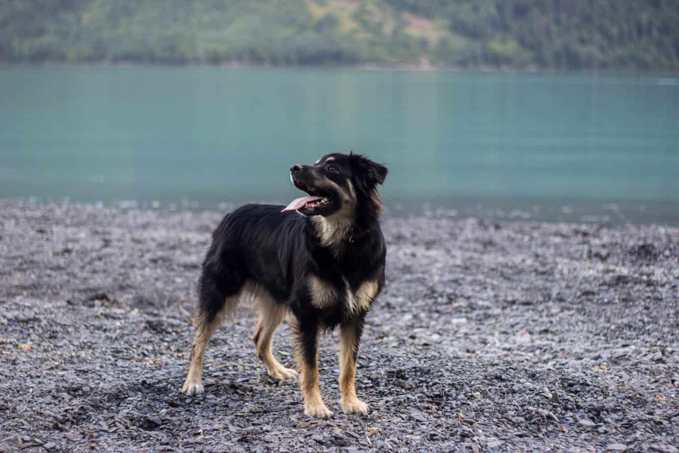 The Border Collie German Shepherd Mix - Your Ultimate Breed Information ...