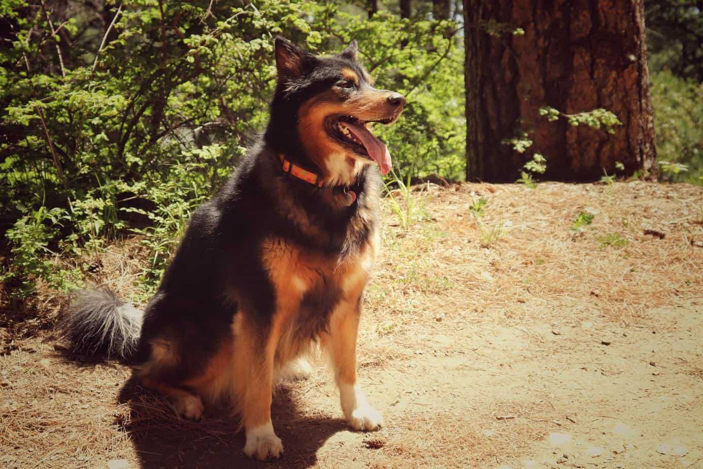 The German Shepherd Rottweiler Mix - Is This Crossbreed Right For You ...