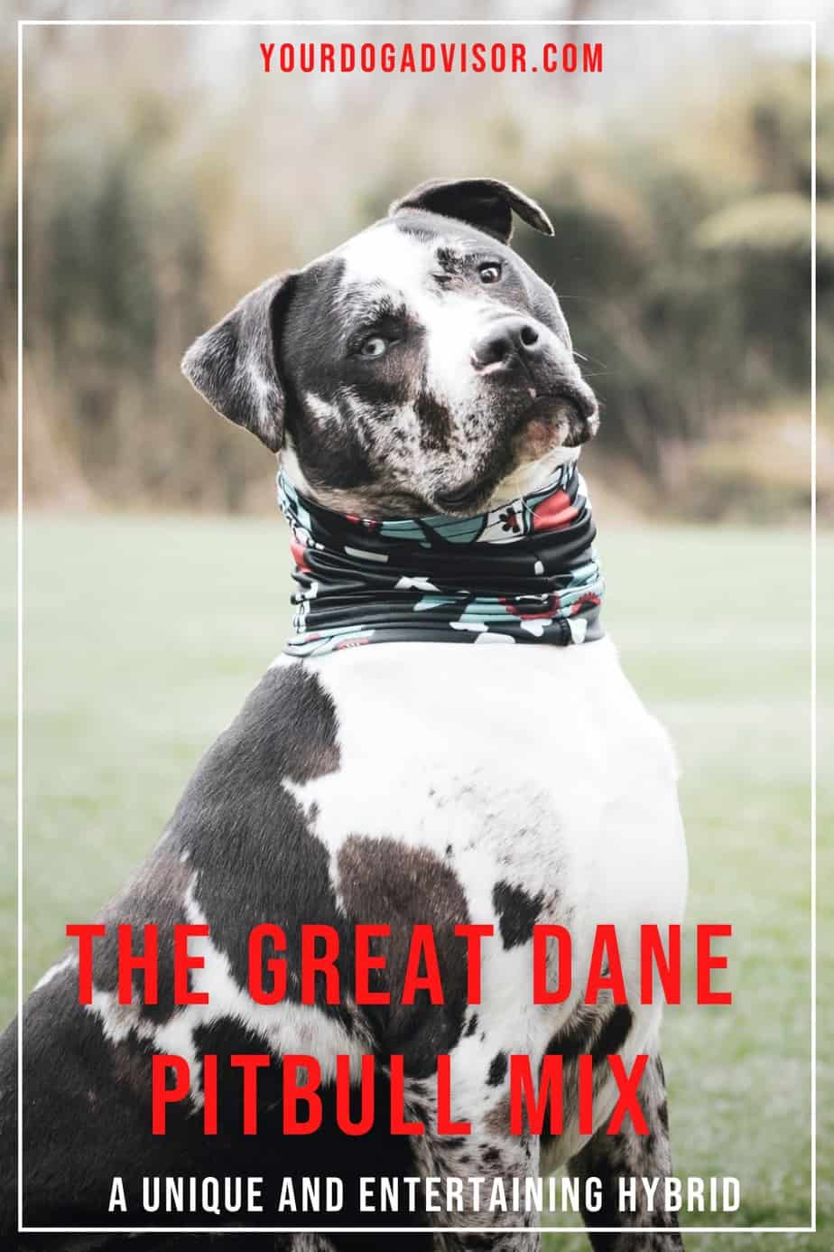 The Great Dane Pitbull Mix - A Unique And Entertaining Hybrid | Your ...