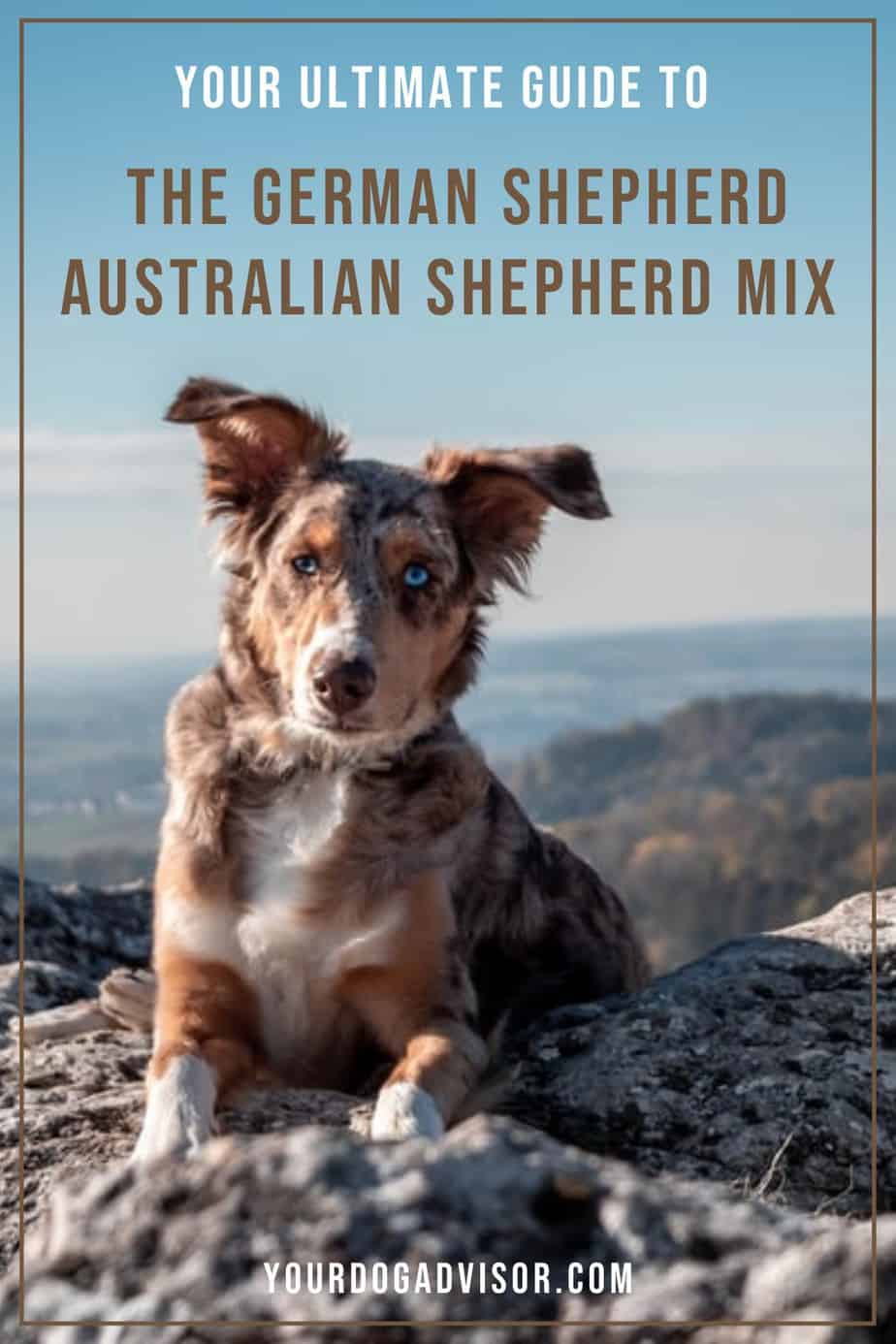 German Shepherd Australian Shepherd Mix Breed Information | Your Dog ...