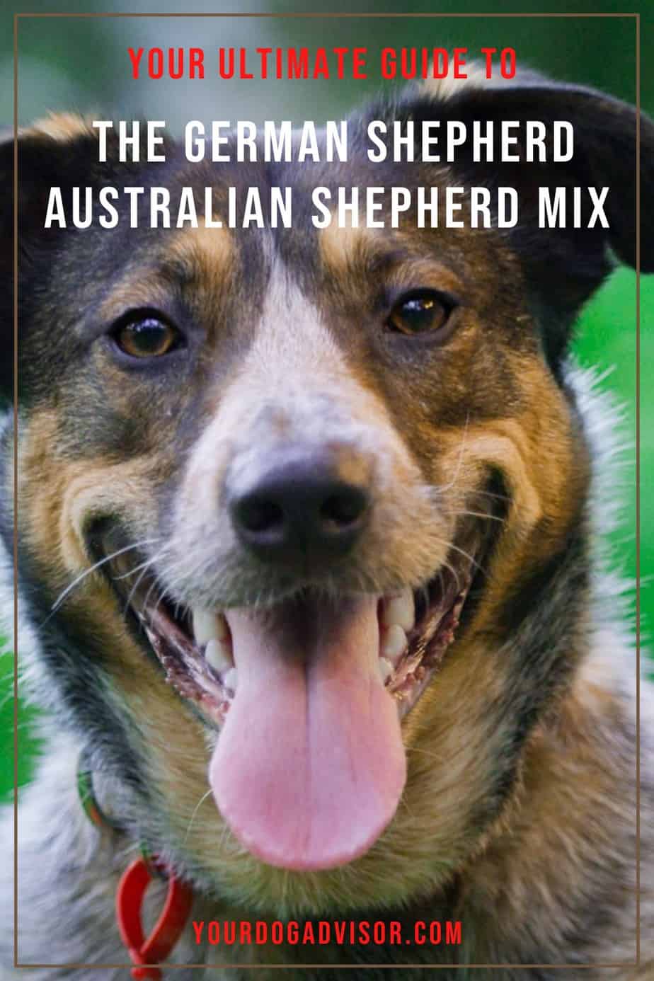 German Shepherd Australian Shepherd Mix Breed Information | Your Dog ...