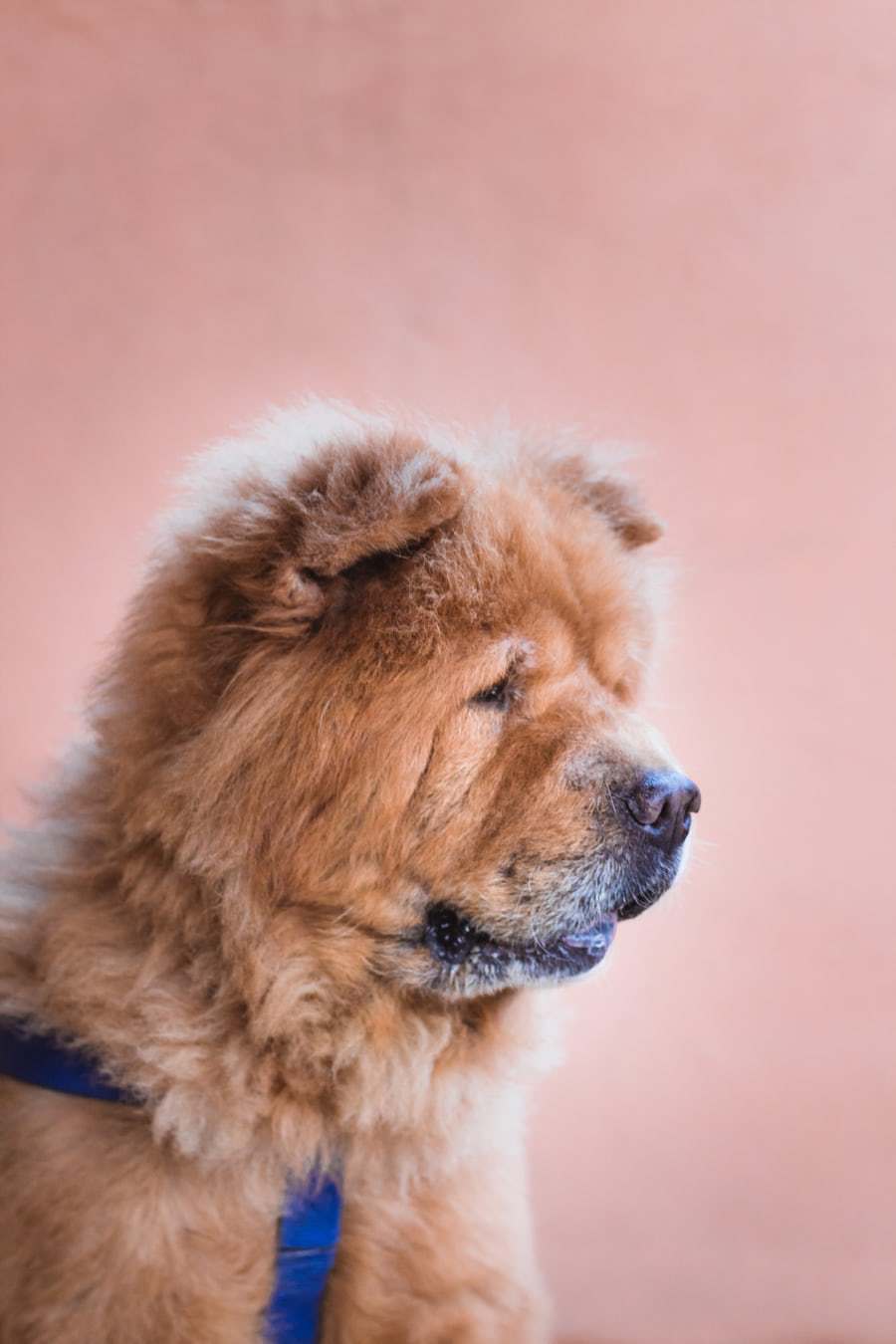 15 Big Fluffy Dog Breeds That Are Perfect Cuddle Buddies For Winter ...