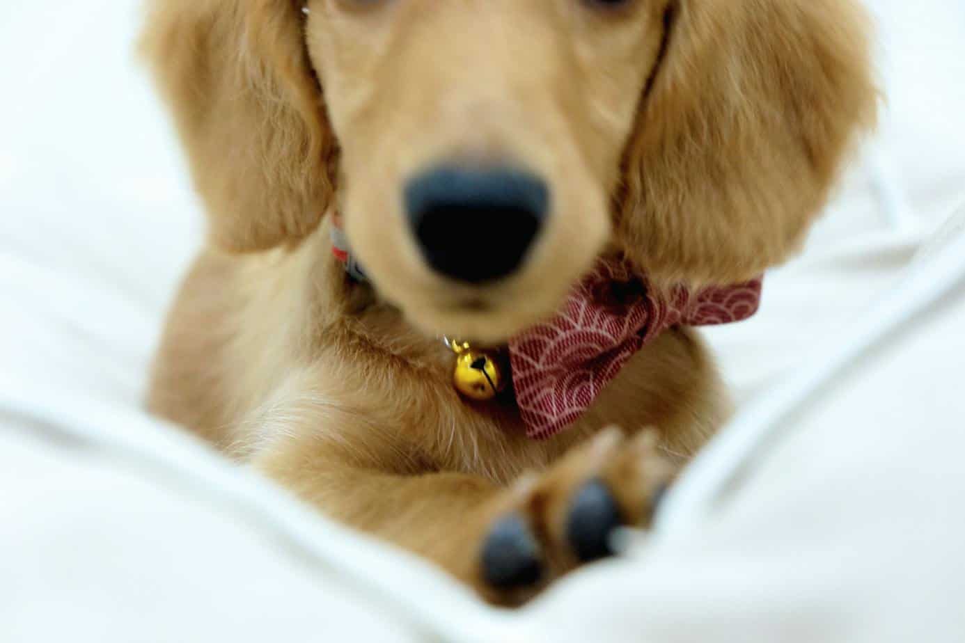 The Golden Dox - An Adorable and Rare Hybrid | Your Dog Advisor