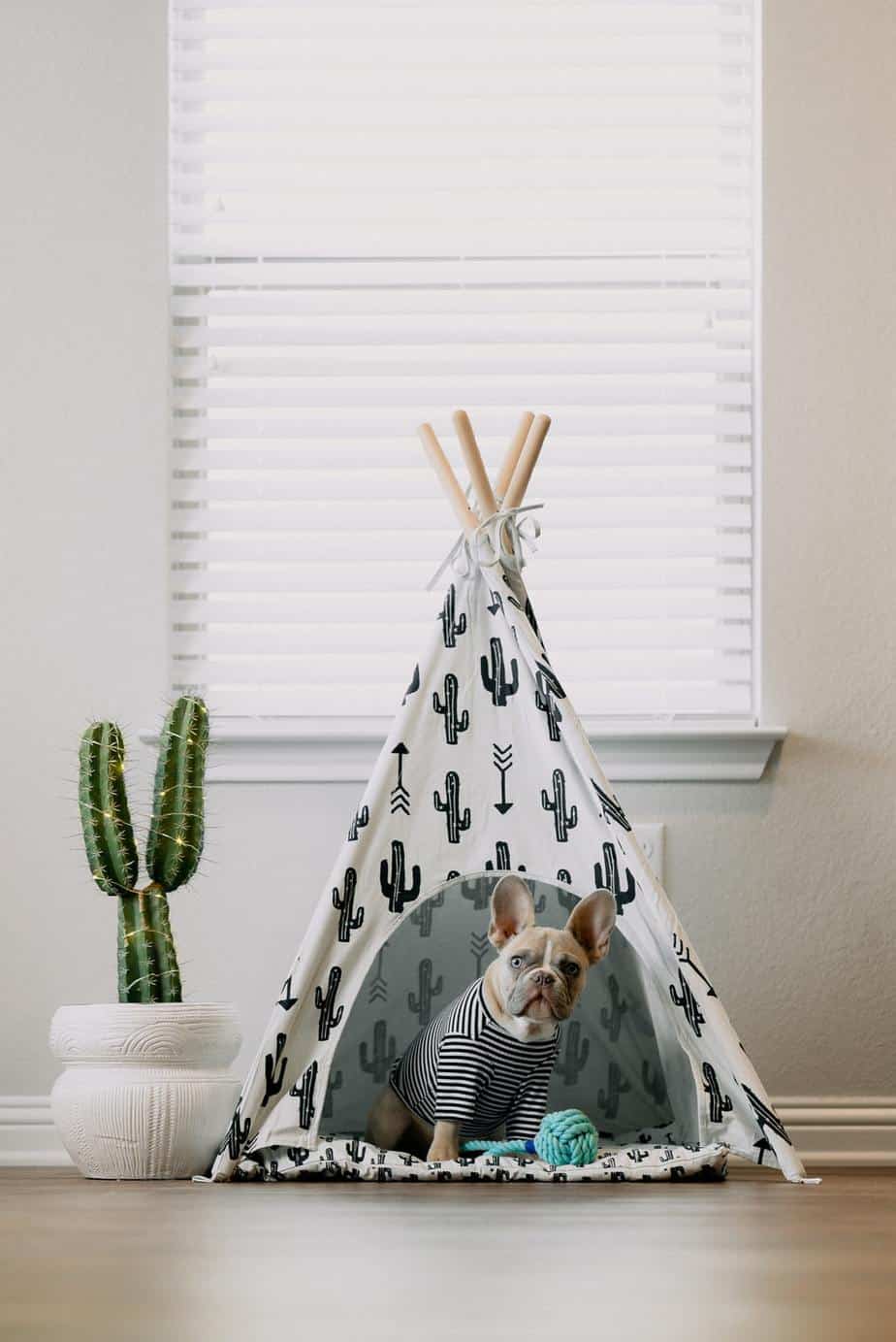 The Best Indoor Dog House For Small Dogs | Your Dog Advisor