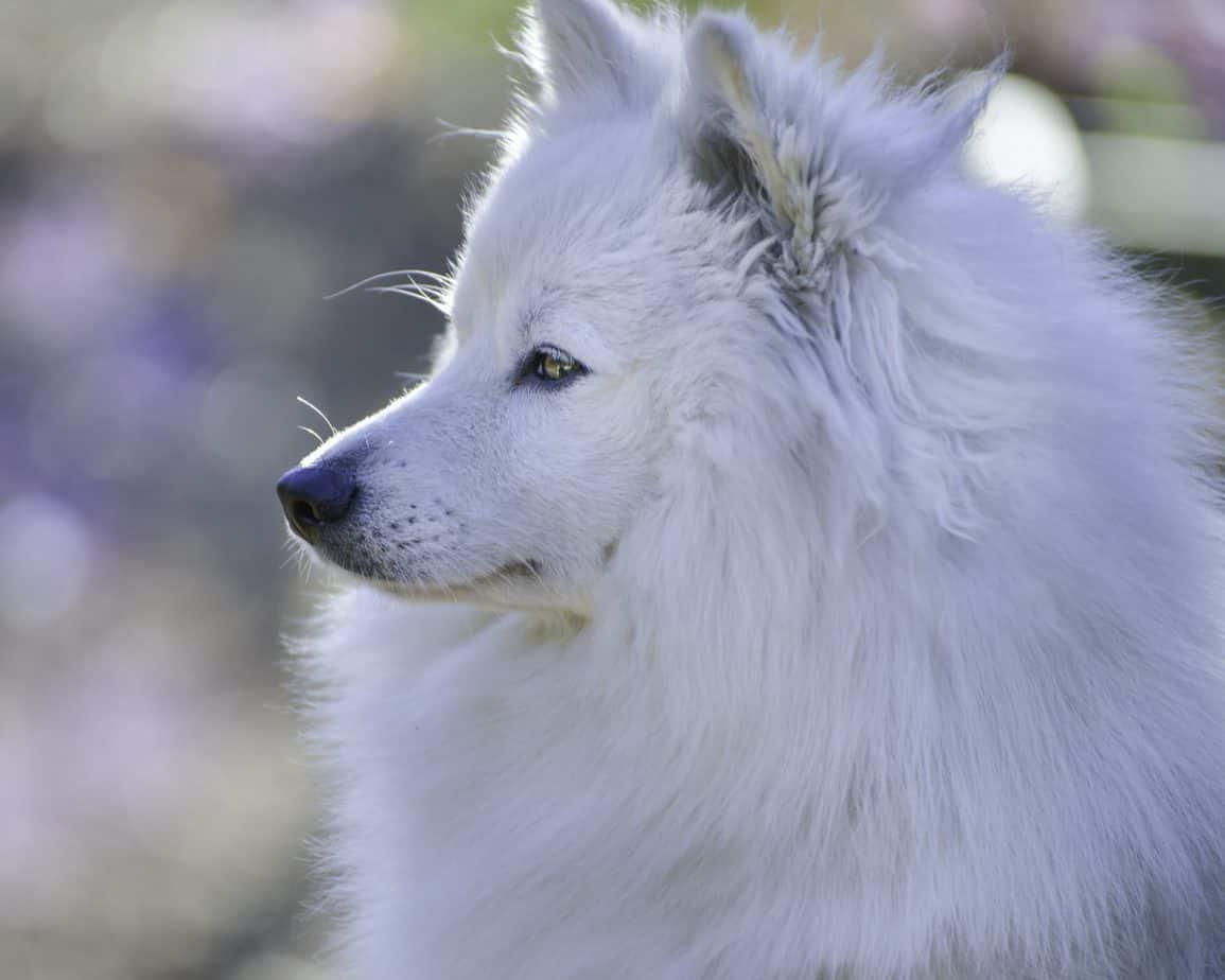 15 Big Fluffy Dog Breeds That Are Perfect Cuddle Buddies For Winter ...