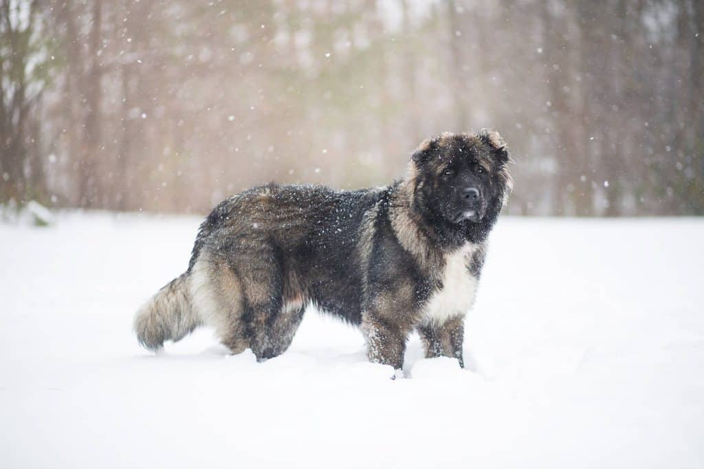 15 Big Fluffy Dog Breeds That Are Perfect Cuddle Buddies For Winter ...