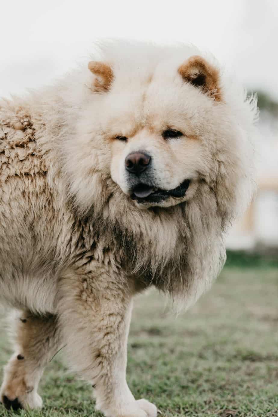 15 Big Fluffy Dog Breeds That Are Perfect Cuddle Buddies For Winter ...