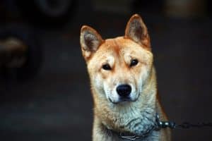 Jindo Dog Breed Information - Everything You Should Know | Your Dog Advisor