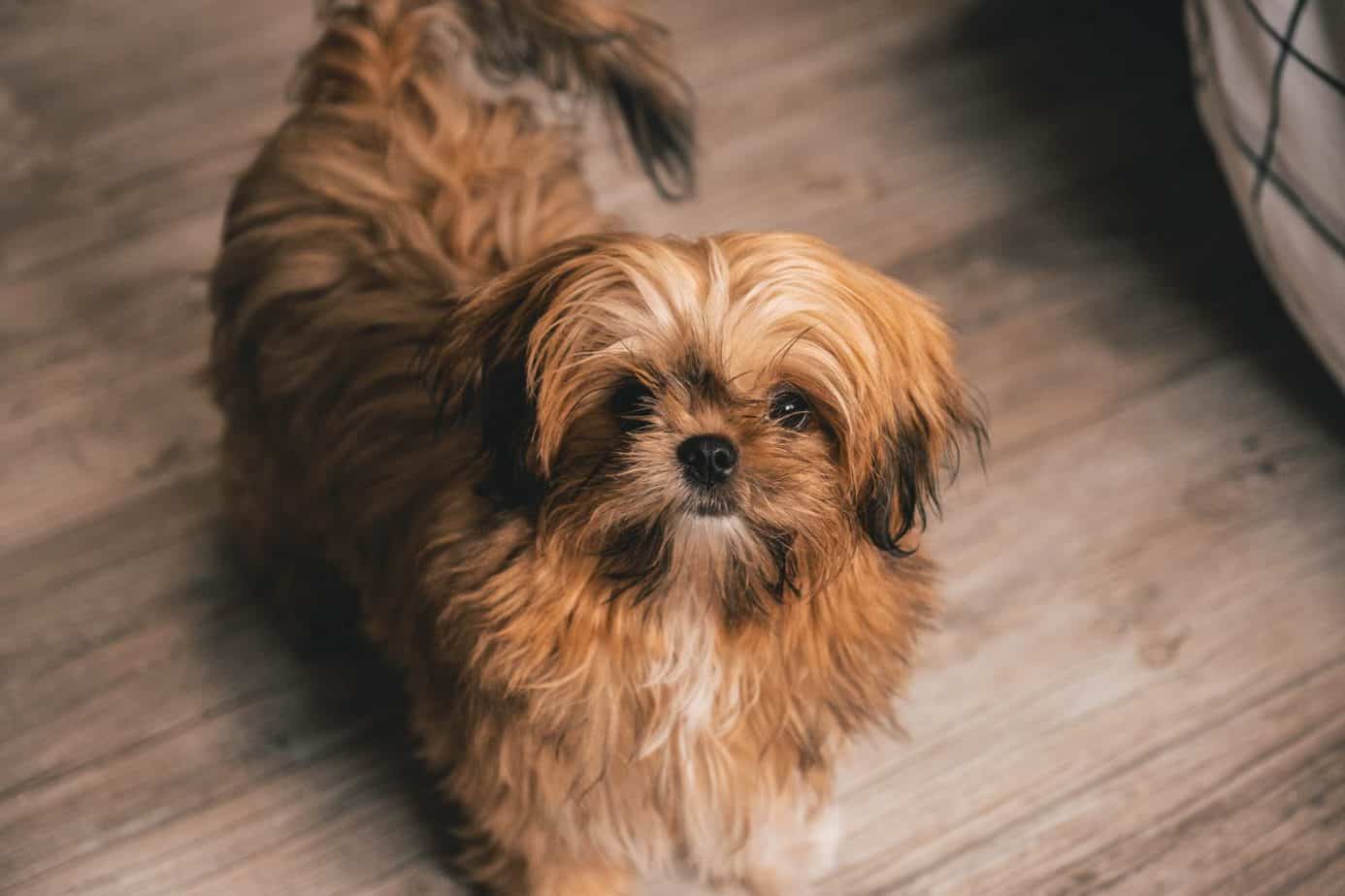The Shih Tzu Peke Mix - Your Ultimate Breed Guide - Your Dog Advisor