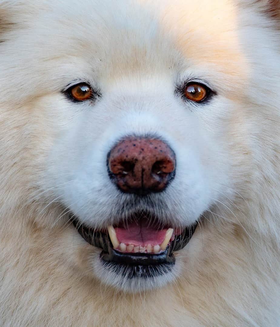 15 Big Fluffy Dog Breeds That Are Perfect Cuddle Buddies For Winter ...