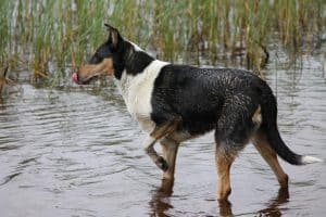 Your Ultimate Guide To The Smooth Collie | Your Dog Advisor
