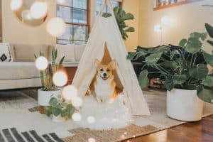 The Best Indoor Dog House For Small Dogs | Your Dog Advisor