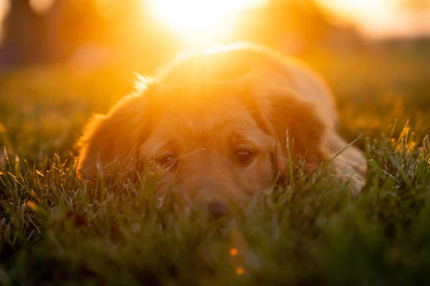 The Golden Dox - An Adorable and Rare Hybrid | Your Dog Advisor