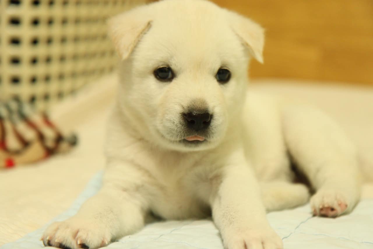Jindo Dog Breed Information - Everything You Should Know | Your Dog Advisor