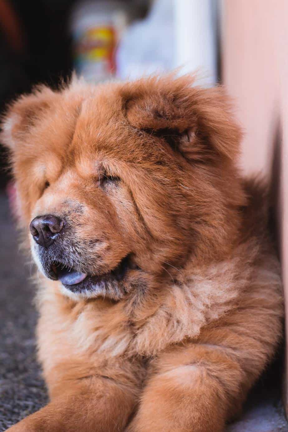 15 Big Fluffy Dog Breeds That Are Perfect Cuddle Buddies For Winter ...