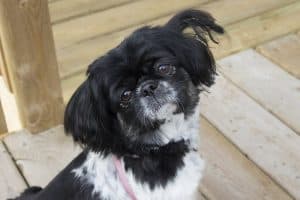 The Shih Tzu Peke Mix - Your Ultimate Breed Guide - Your Dog Advisor