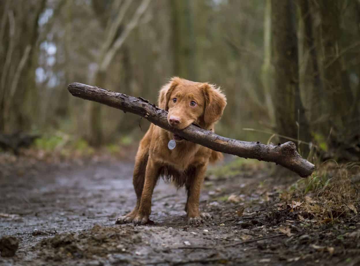 The Golden Dox - An Adorable and Rare Hybrid | Your Dog Advisor