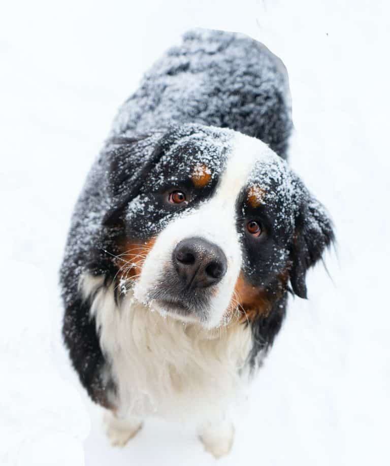 15 Big Fluffy Dog Breeds That Are Perfect Cuddle Buddies For Winter ...