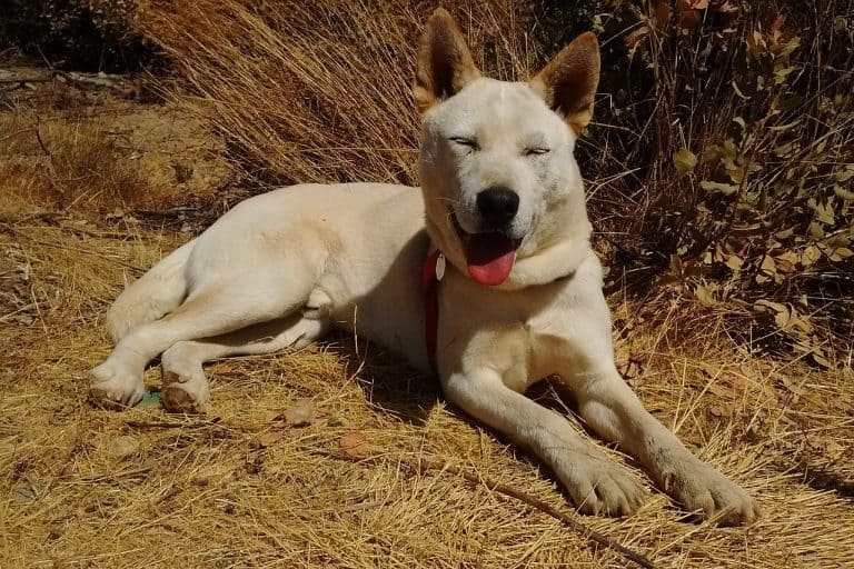 Jindo Dog Breed Information - Everything You Should Know | Your Dog Advisor