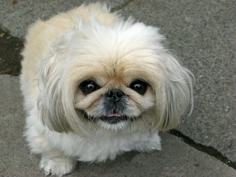 The Shih Tzu Peke Mix - Your Ultimate Breed Guide - Your Dog Advisor