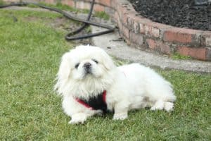 The Shih Tzu Peke Mix - Your Ultimate Breed Guide - Your Dog Advisor