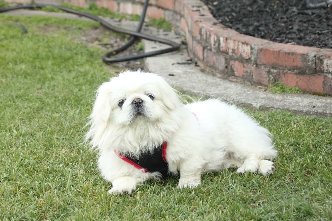 The Shih Tzu Peke Mix - Your Ultimate Breed Guide - Your Dog Advisor