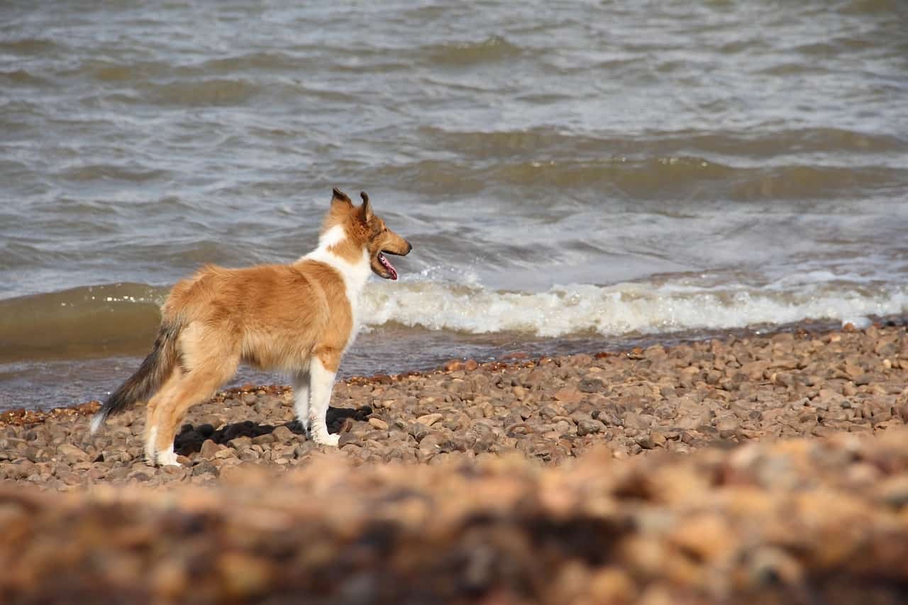 Your Ultimate Guide To The Smooth Collie | Your Dog Advisor
