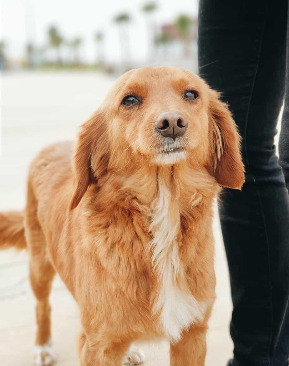The Golden Dox - An Adorable and Rare Hybrid | Your Dog Advisor