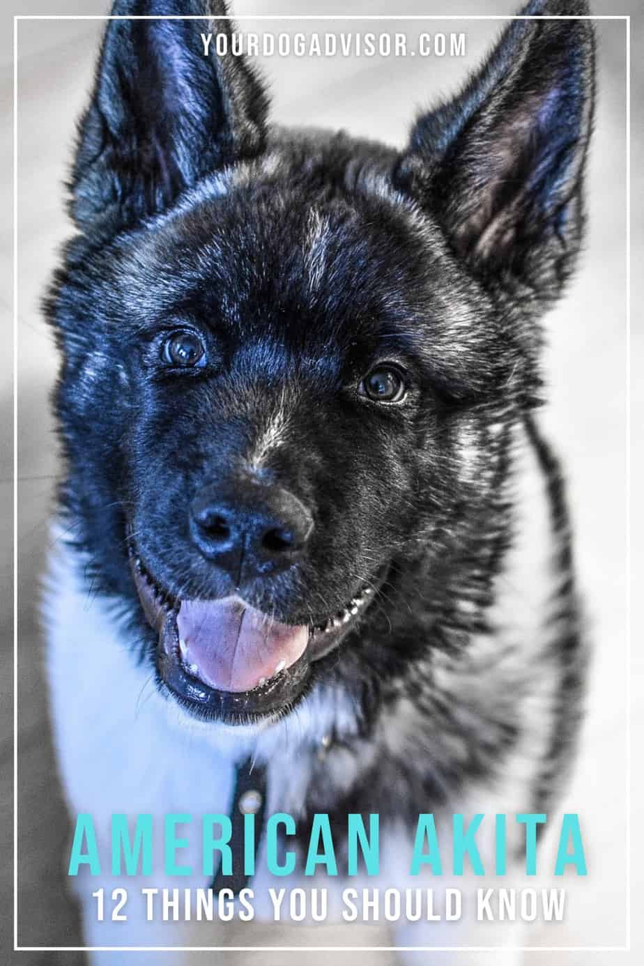 American Akita Dog Breed Information - 12 Things To Know | Your Dog Advisor