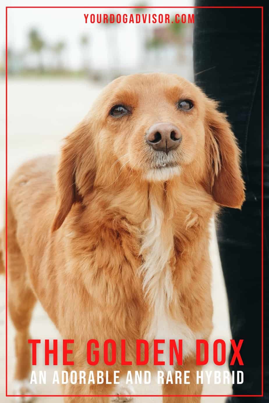 The Golden Dox - An Adorable and Rare Hybrid | Your Dog Advisor