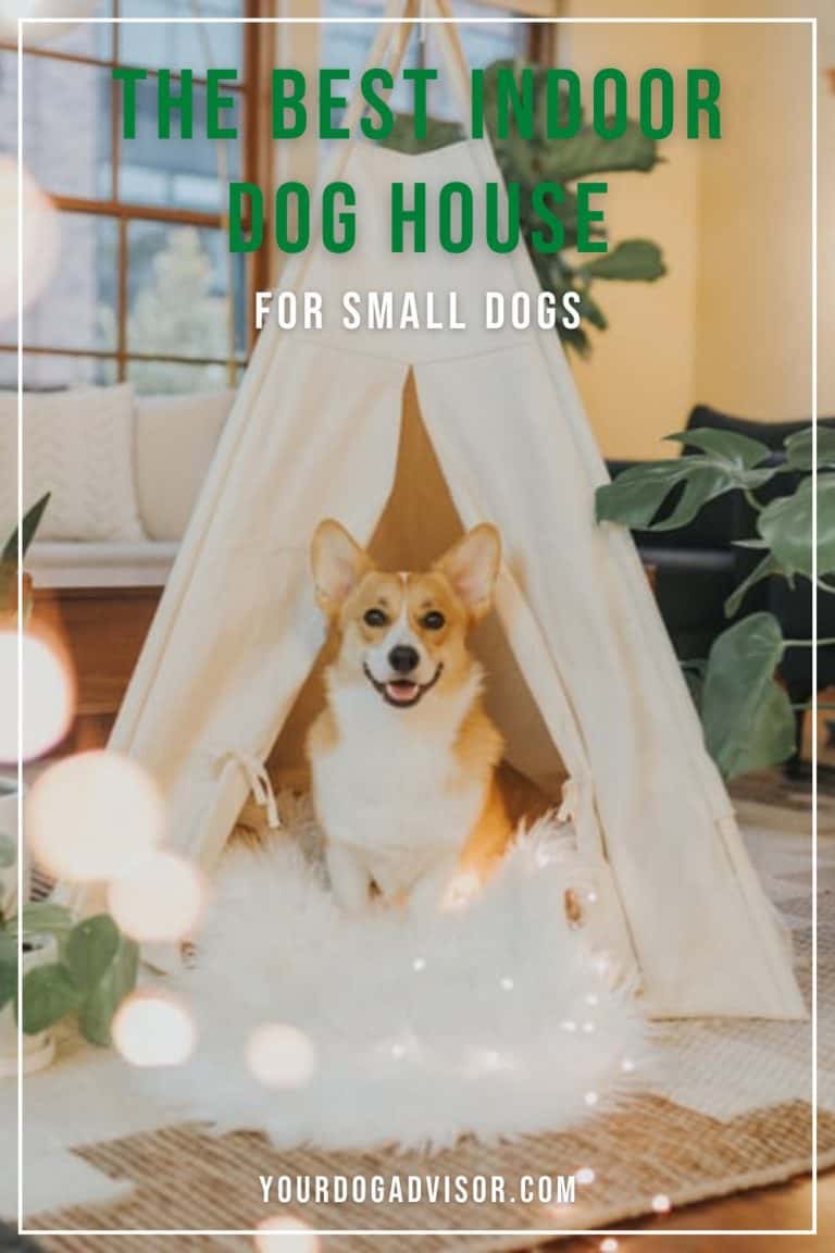 The Best Indoor Dog House For Small Dogs | Your Dog Advisor