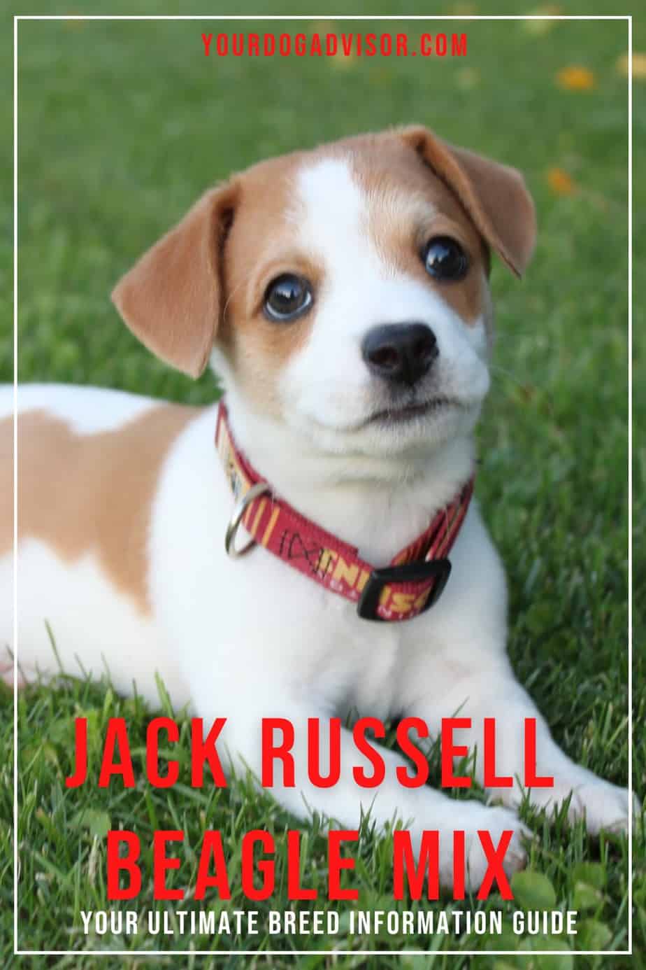 Jack Russell Beagle Mix - Your Ultimate Breed Information Guide | Your ...