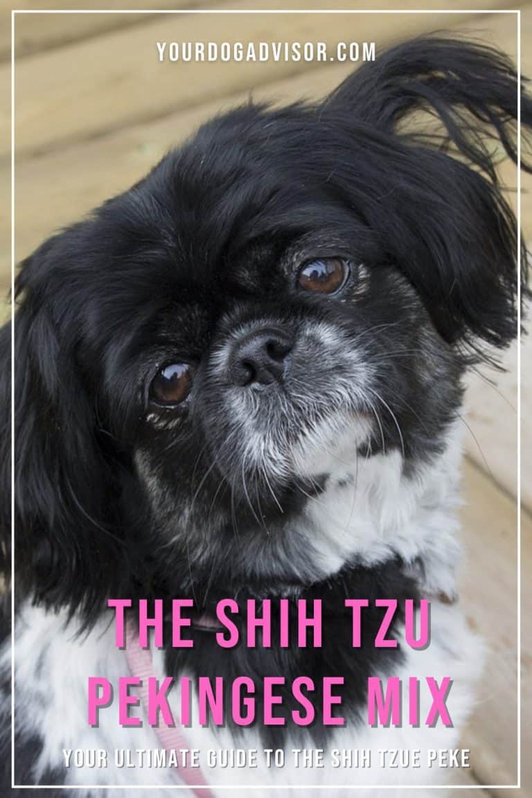 The Shih Tzu Peke Mix - Your Ultimate Breed Guide - Your Dog Advisor