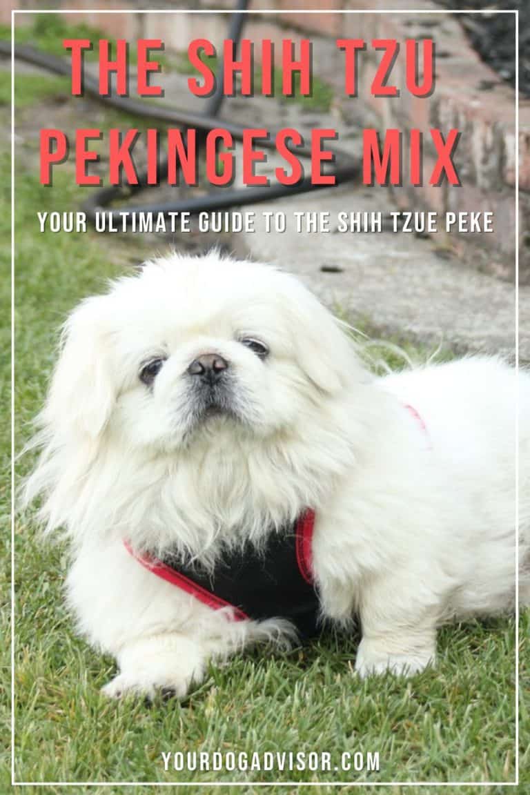 The Shih Tzu Peke Mix - Your Ultimate Breed Guide - Your Dog Advisor
