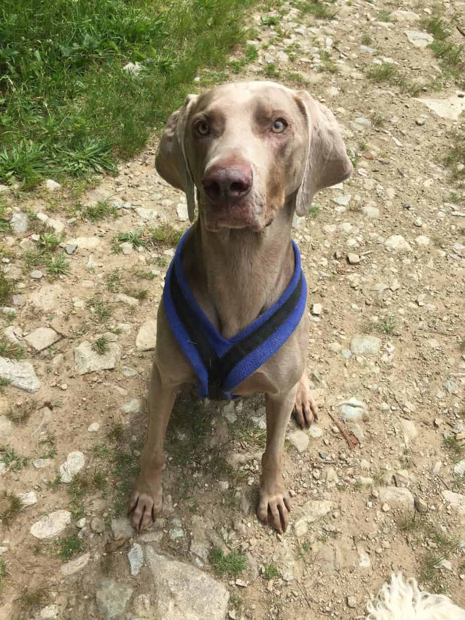 Signs of Prey Drive in Dogs and How to Manage It | Your Dog Advisor