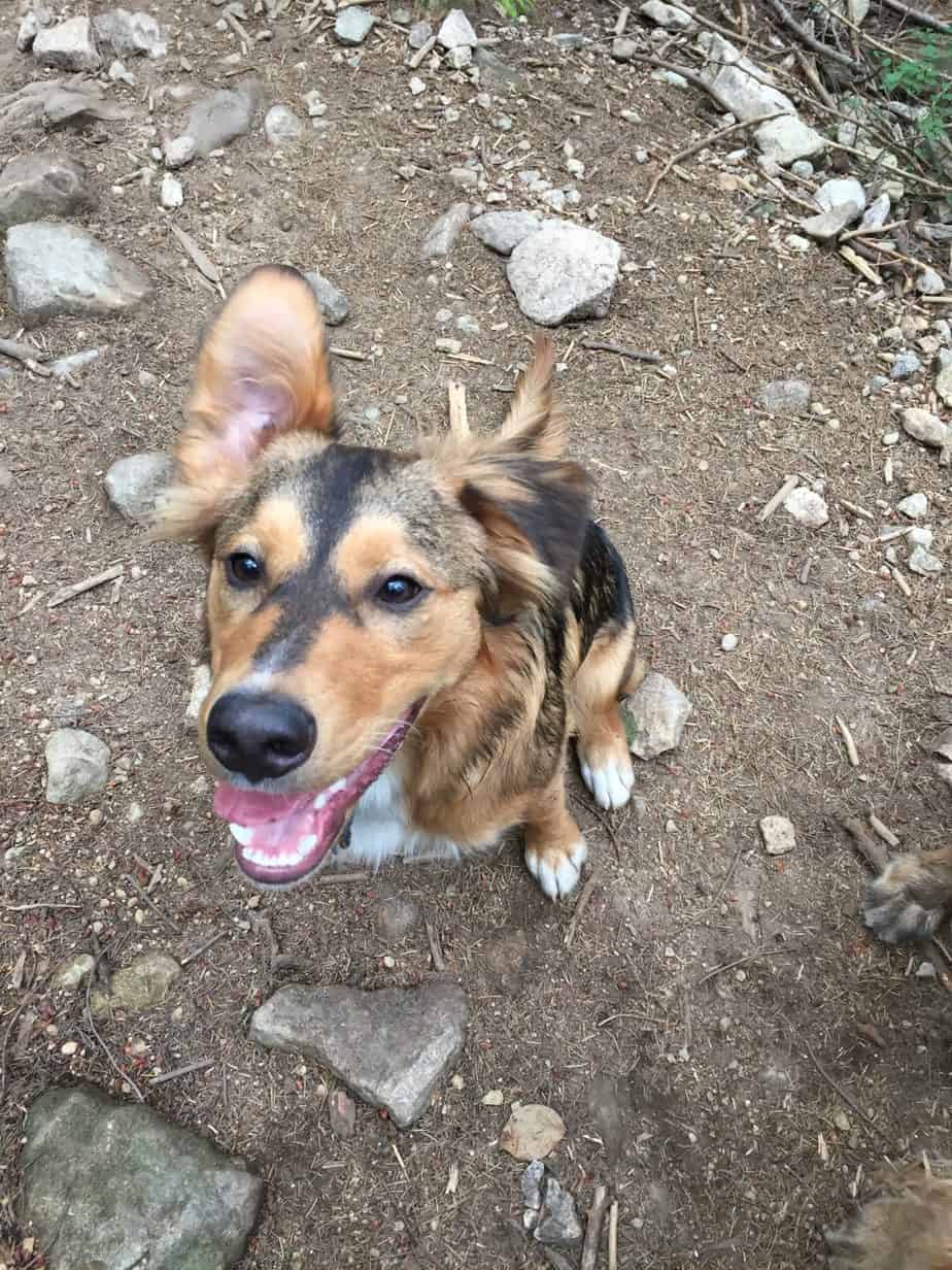 Signs of Prey Drive in Dogs and How to Manage It | Your Dog Advisor