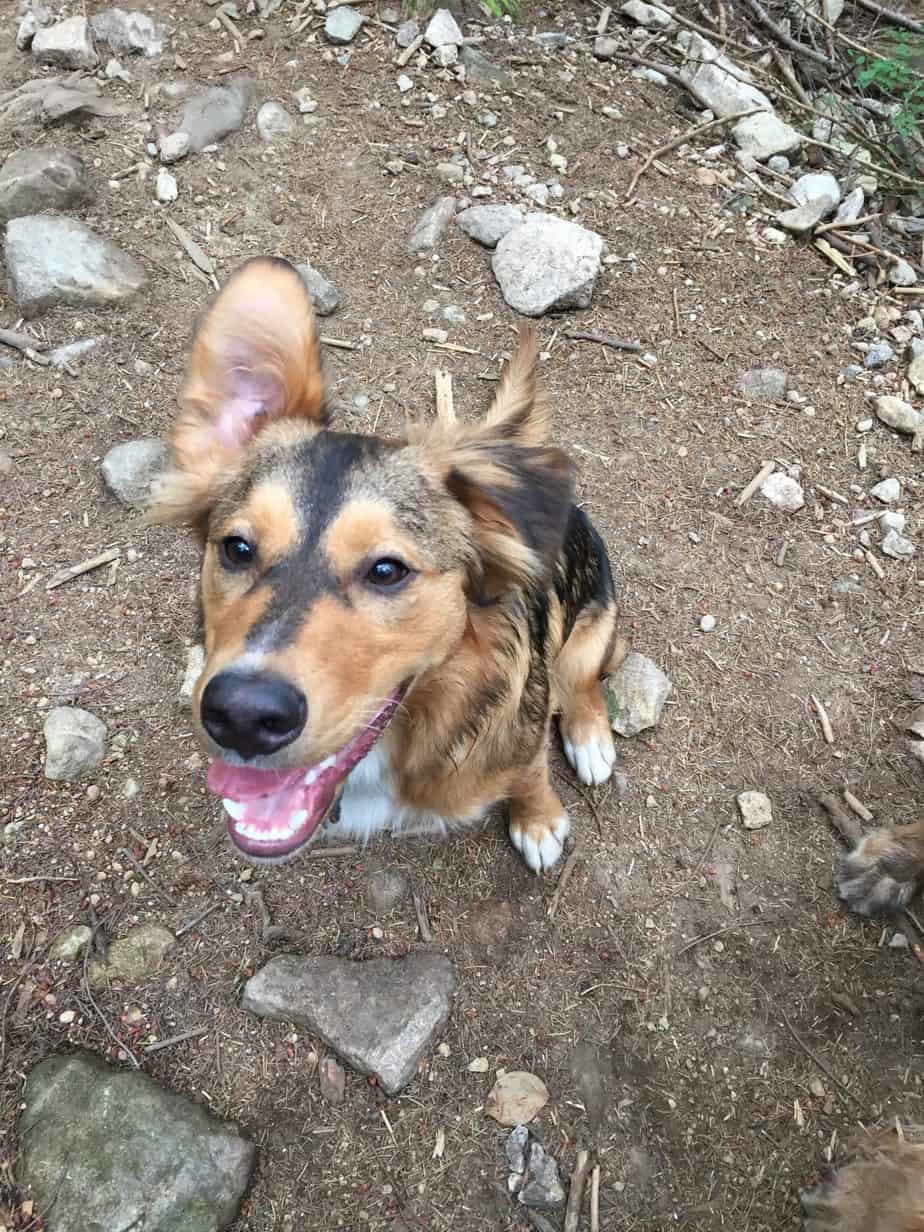 Signs of Prey Drive in Dogs and How to Manage It | Your Dog Advisor